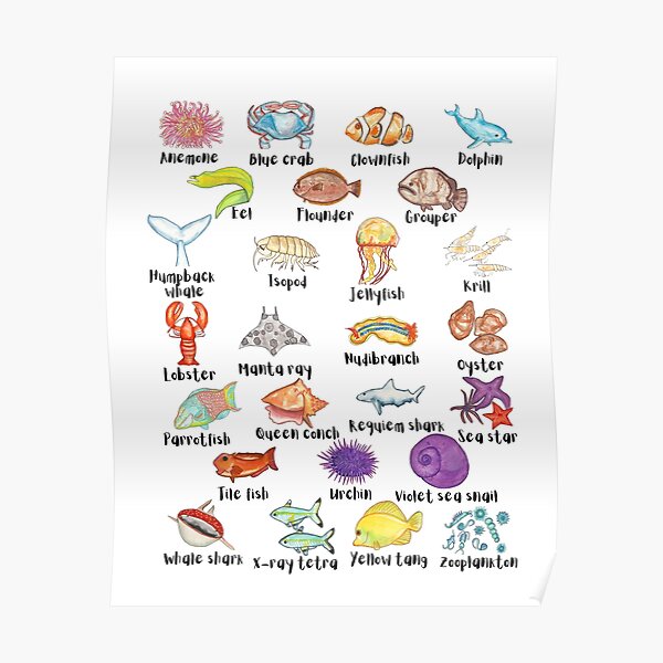 "A to Z Sea Life Ocean Animals Alphabet ABC" Poster for Sale by ...