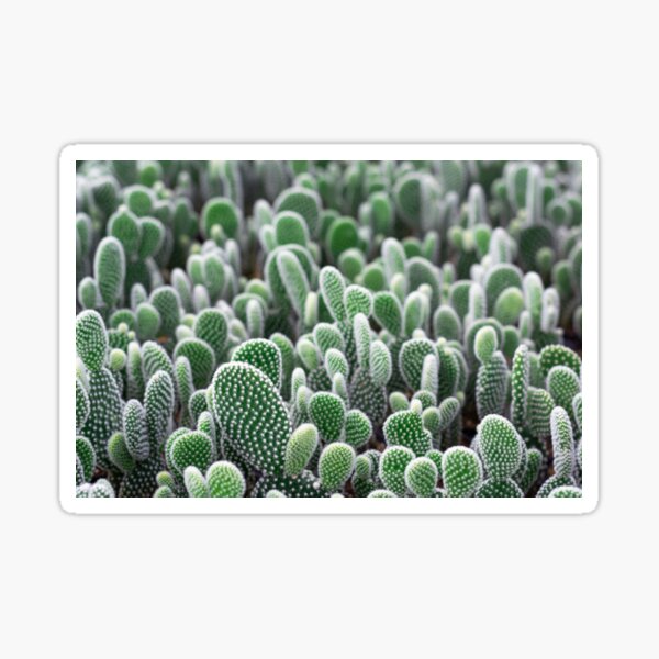 "Cactus Succulent Thorn Desert Plant" Sticker for Sale by Motivation111 ...