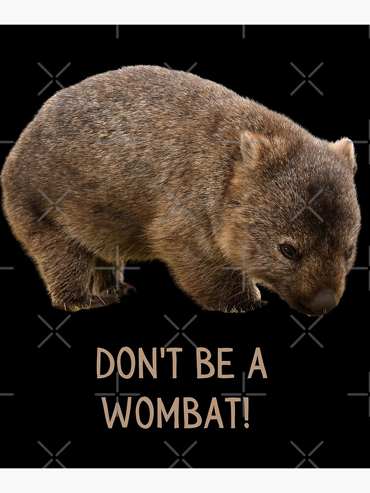 "Don't be a wombat. Photograph of an Australian wombat, dark background ...