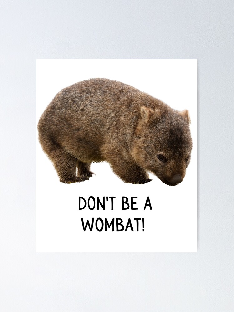 "Don't be a wombat. Photograph of an Australian wombat, white ...