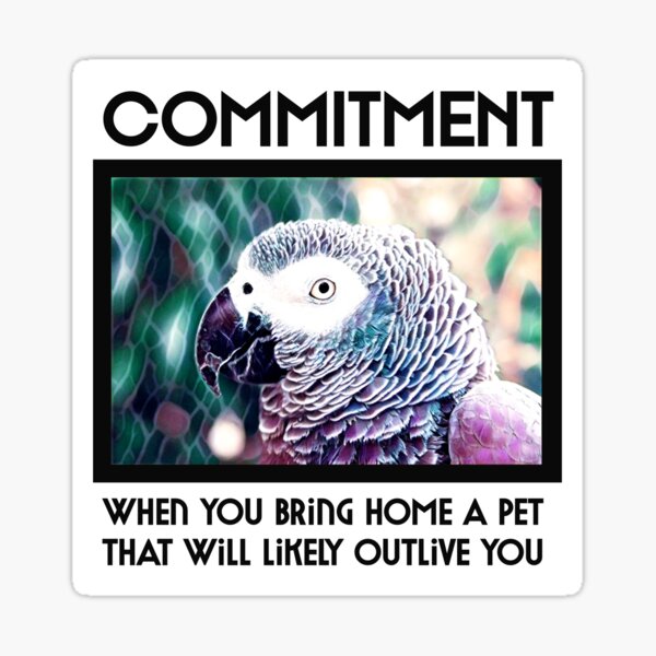 "Funny commitment meme, bird, African Grey parrot, parrot mom, parrot ...