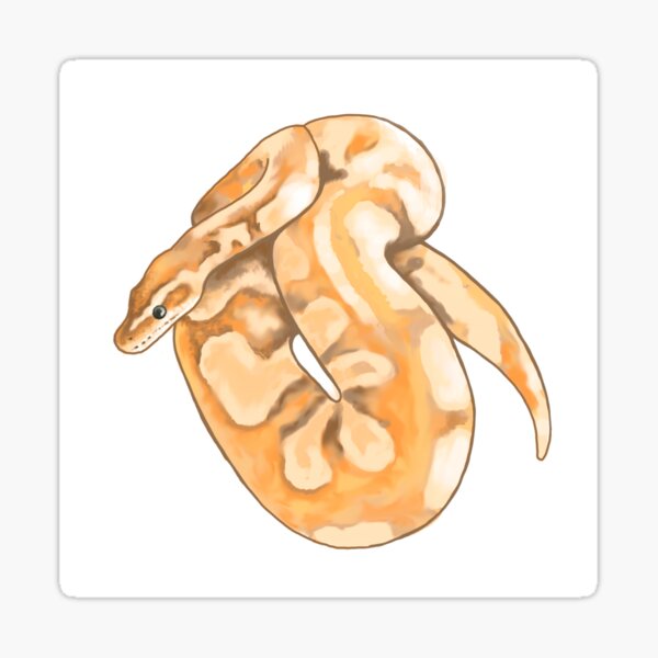 "banana ballpython" Sticker for Sale by paulalie | Redbubble