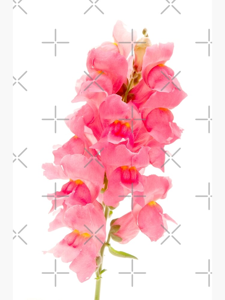 "Common Snapdragon" Poster for Sale by troianifabrizio | Redbubble