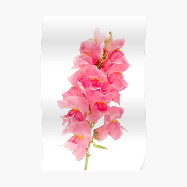"Common Snapdragon" Poster for Sale by troianifabrizio | Redbubble