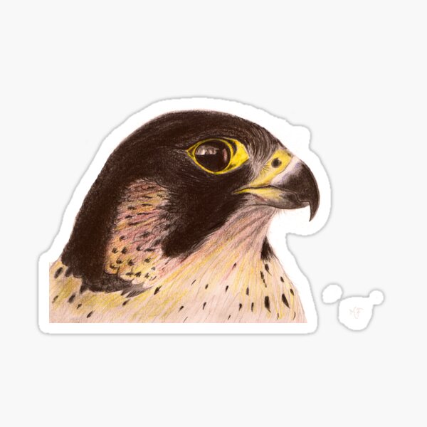 "Peregrine falcon" Sticker for Sale by MarkurellDesign | Redbubble