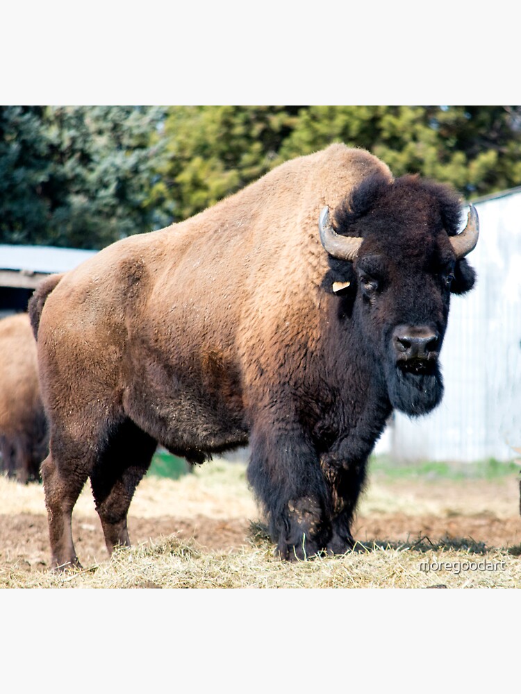 "One Buffalo " Sticker for Sale by moregoodart | Redbubble