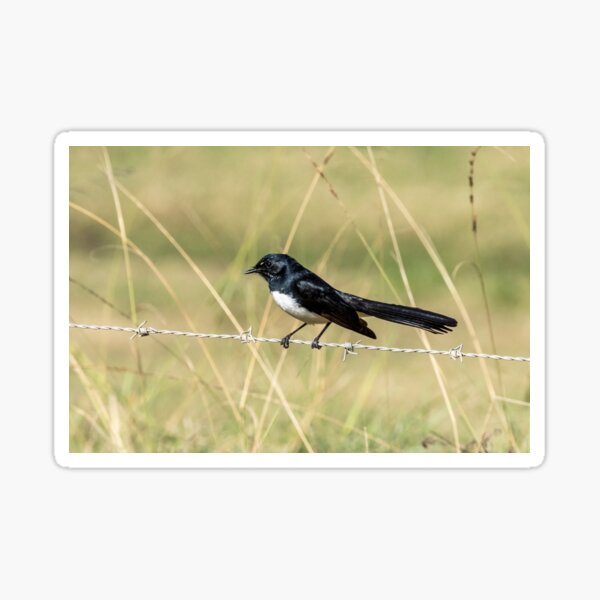 Willie Wagtail Gifts & Merchandise | Redbubble