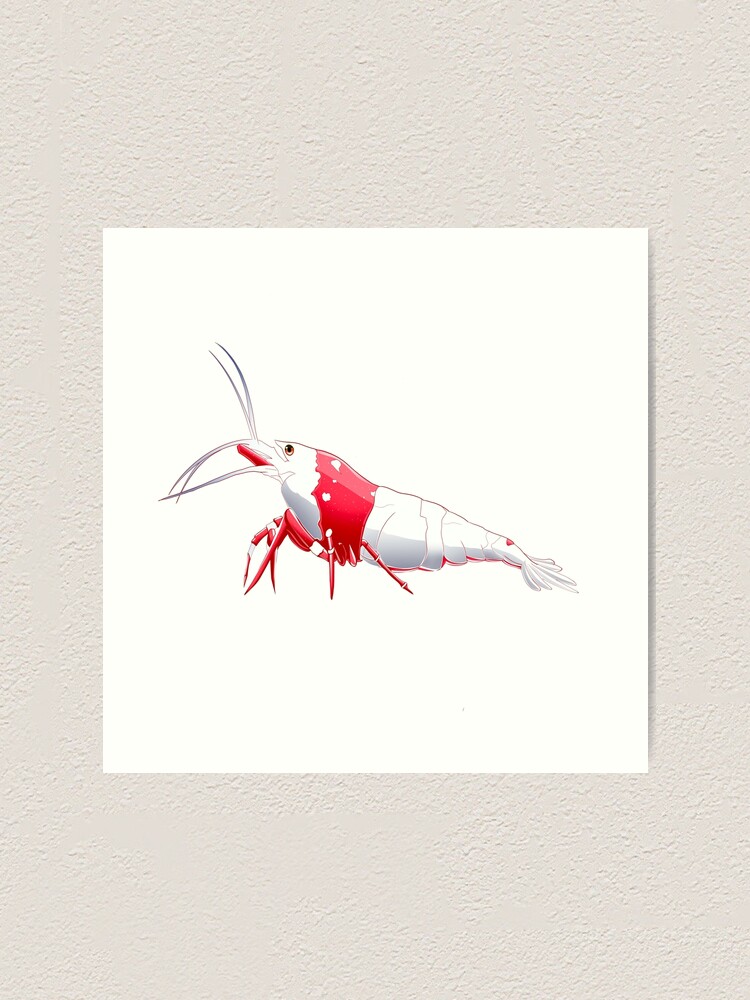"Pure Red Line Caridina Shrimp PRL" Art Print by sugoishrimp | Redbubble