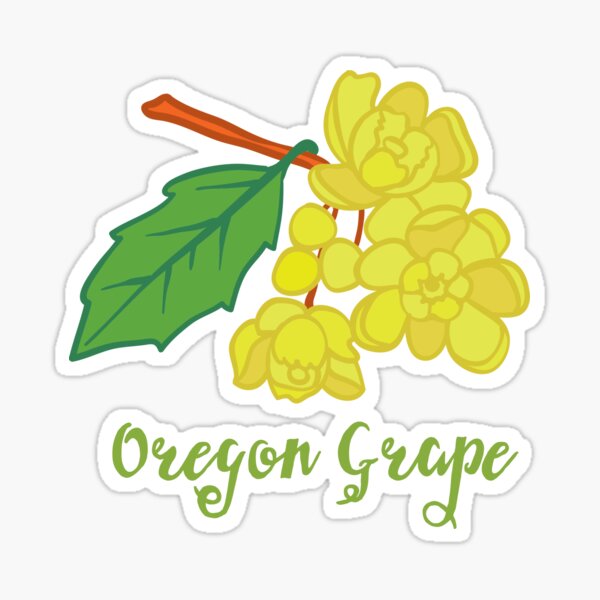 "Oregon State Flower - Grape Blossom" Sticker for Sale by choisanezine ...