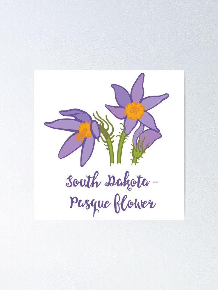 "South Dakota State Flower - Pasque Flower" Poster for Sale by ...