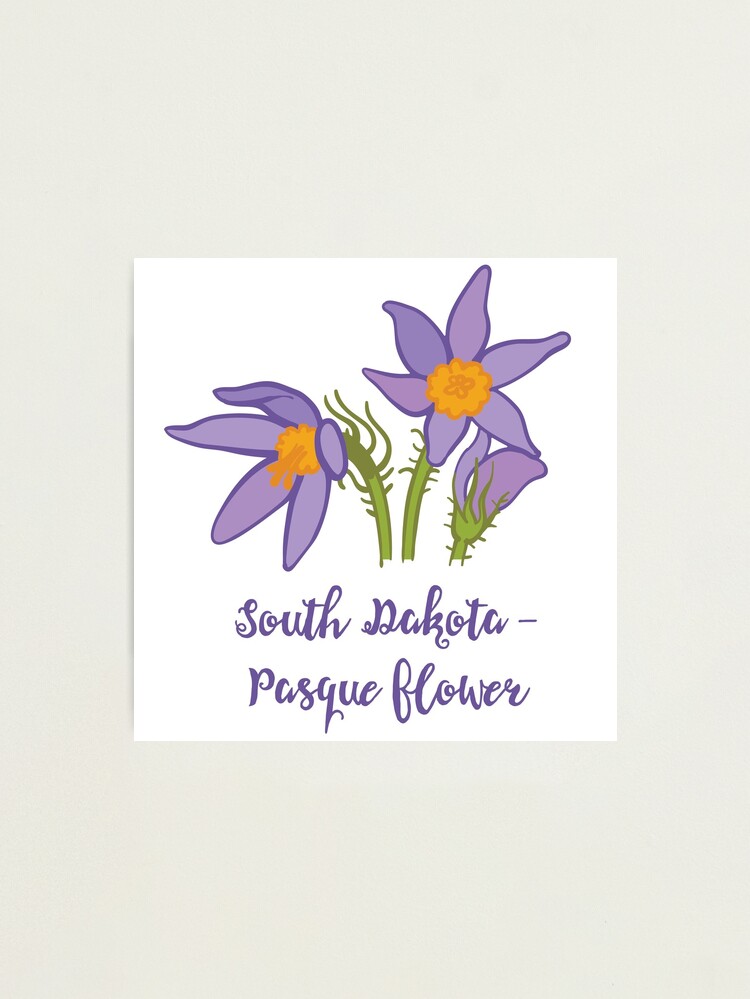 South Dakota State Flower