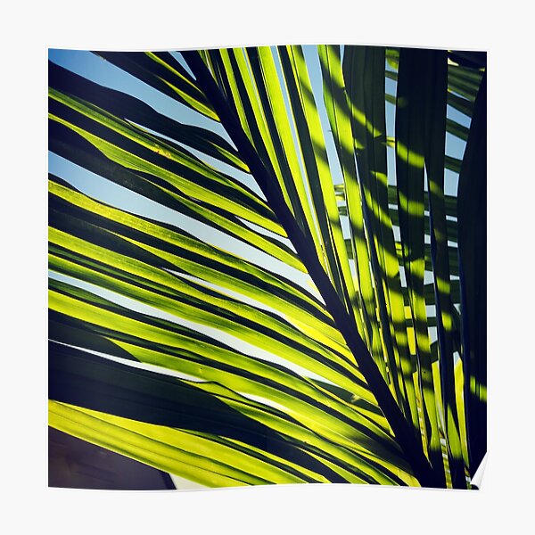 "Palm tree leaf" Poster for Sale by SaraLimelight | Redbubble