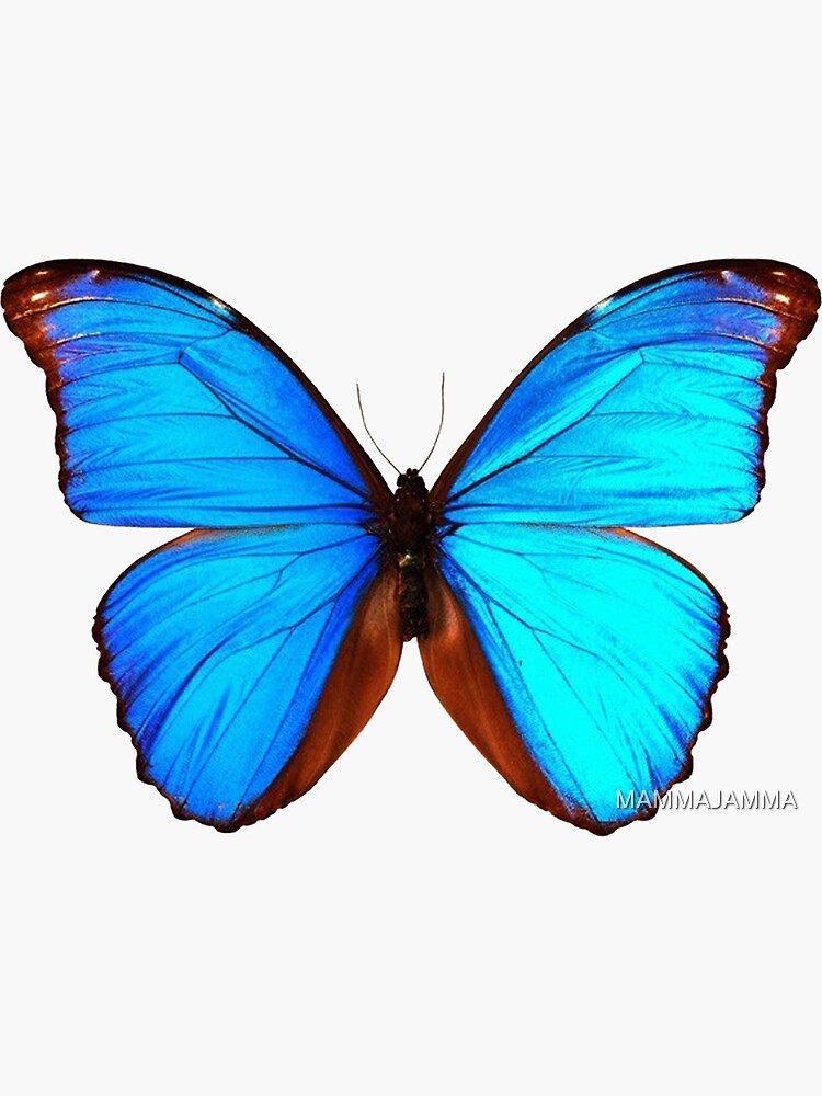 "Blue Butterfly" Sticker for Sale by MAMMAJAMMA | Redbubble