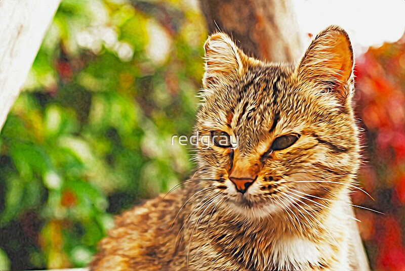 "Old and wise village cat" by redgray | Redbubble