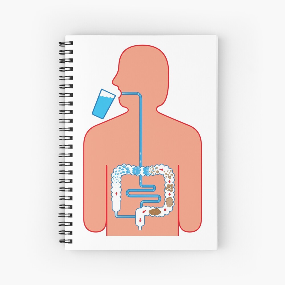 Cuaderno de espiral «Ilustración del sistema digestivo humano y la ...