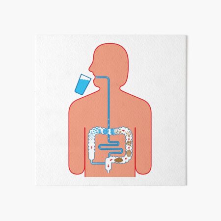 "Illustration of the human digestive system, and fecal bolus formation ...