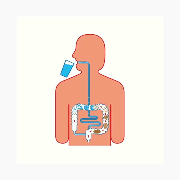 "Illustration of the human digestive system, and fecal bolus formation ...