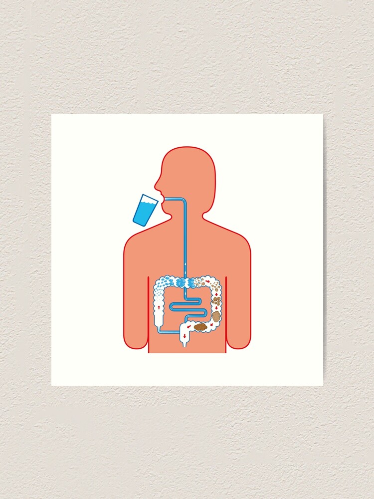 Lámina artística «Ilustración del sistema digestivo humano y la ...