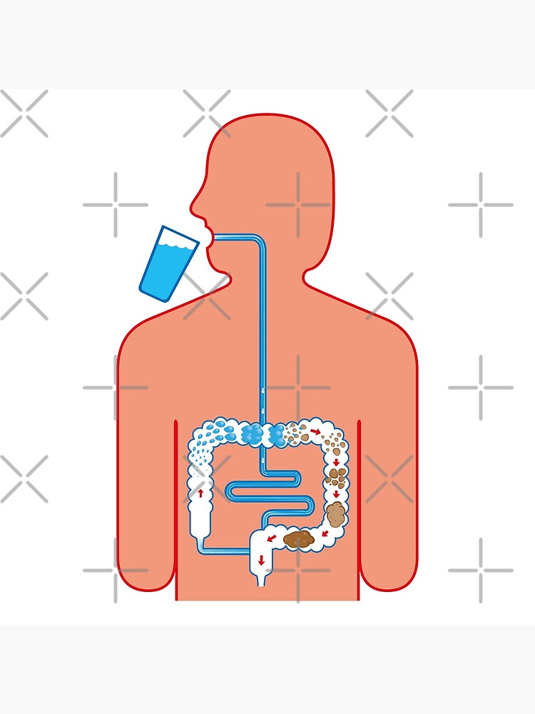 Póster «Ilustración del sistema digestivo humano y la formación y ...