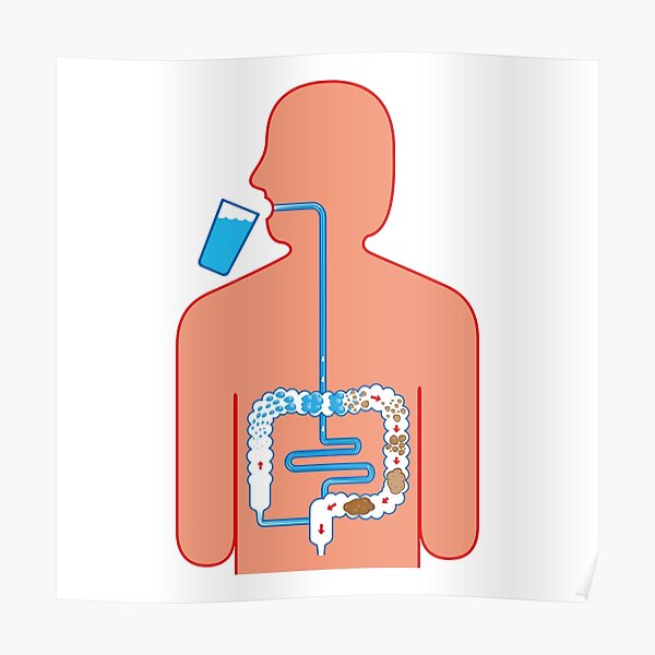 Póster «Ilustración del sistema digestivo humano y la formación y ...