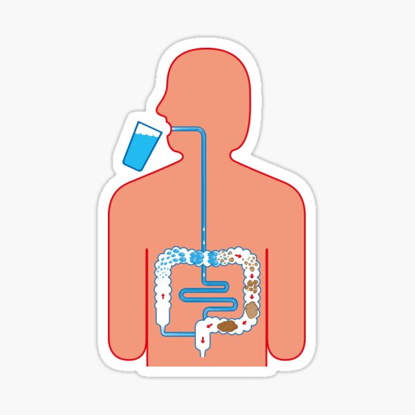 "Illustration of the human digestive system, and fecal bolus formation ...