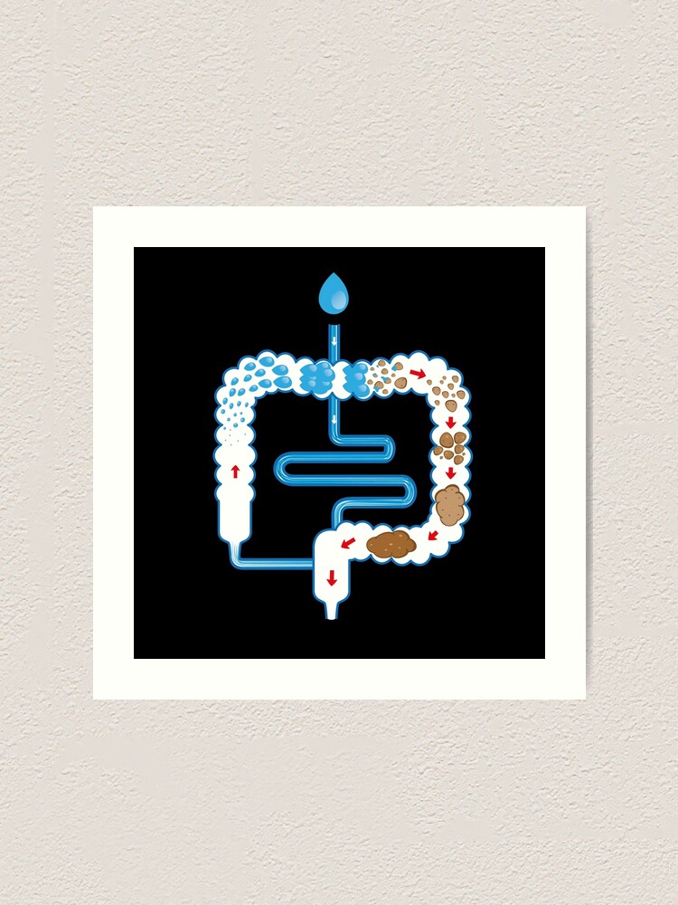 "Illustration of the human digestive system, and fecal bolus formation ...