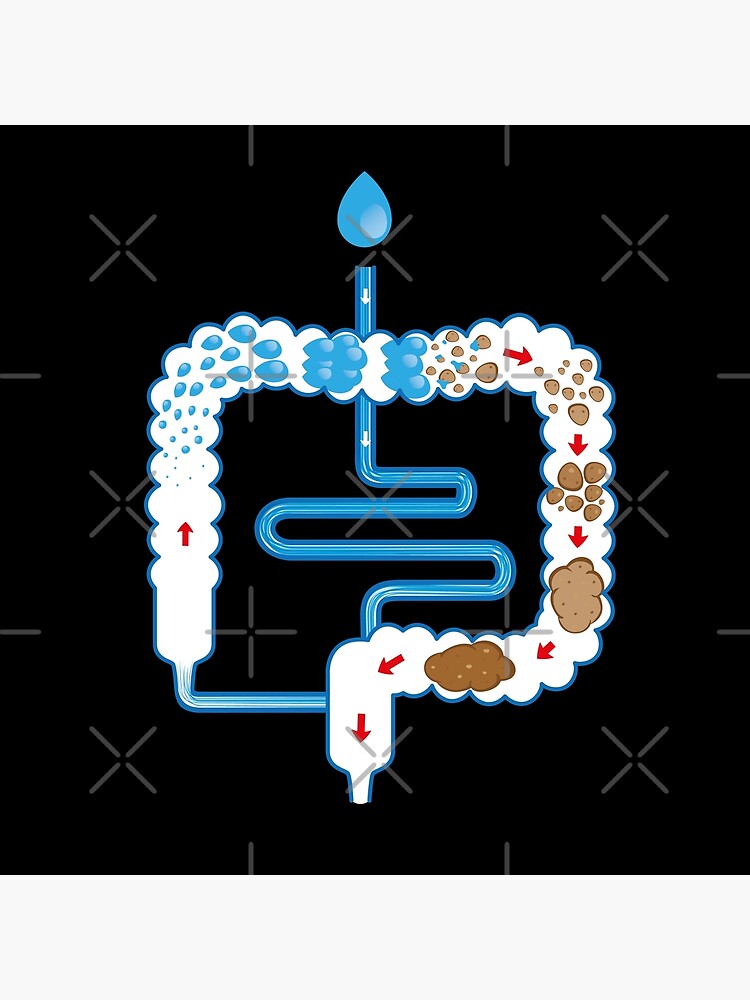 Póster «Ilustración del sistema digestivo humano y la formación y ...