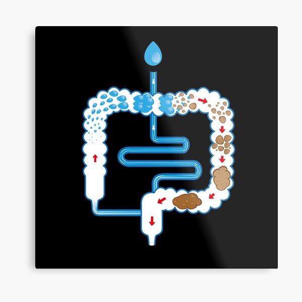 "Illustration of the human digestive system, and fecal bolus formation ...
