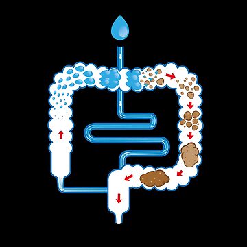 "Illustration of the human digestive system, and fecal bolus formation ...