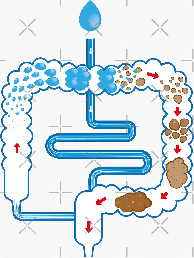 Pegatina «Ilustración del sistema digestivo humano y la formación y ...