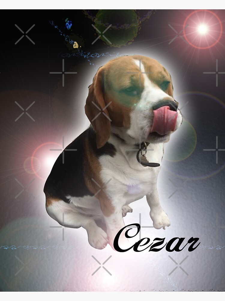 "Cezar" Sticker for Sale by BelindaLK | Redbubble