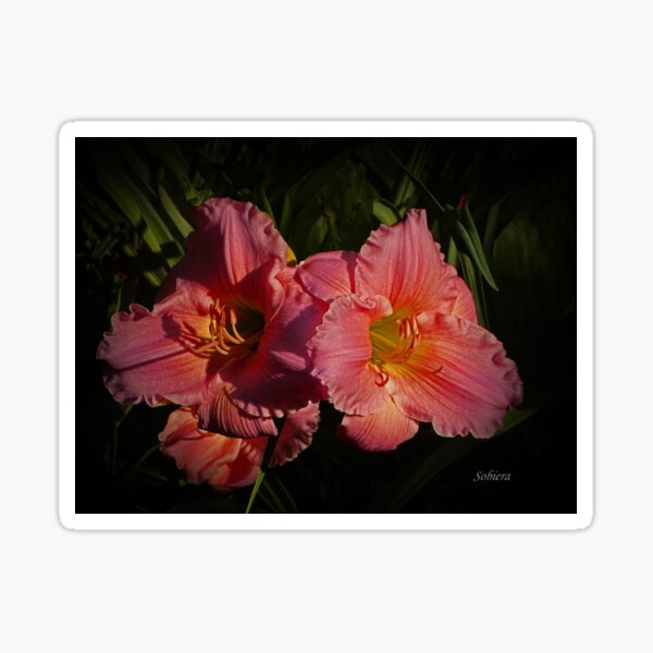 "Pink Lily" Sticker by rsobiera | Redbubble