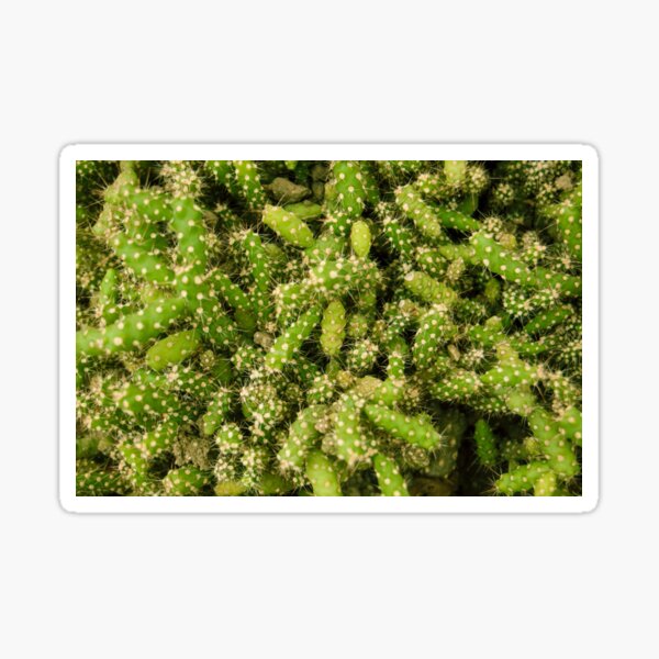 "Cactus Succulent Thorn Desert Plant" Sticker by Motivation111 | Redbubble