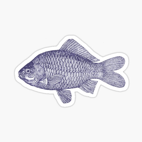 " Blue Vintage Fish Illustration" Sticker for Sale by Ankerd | Redbubble