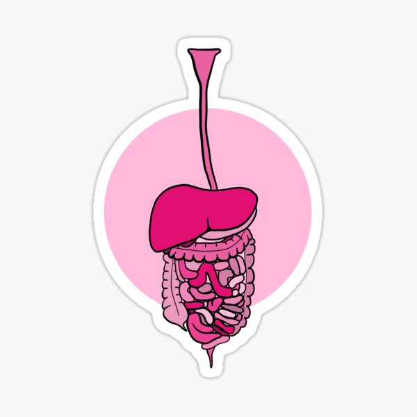 "Digestive system" Sticker for Sale by voidofwit | Redbubble