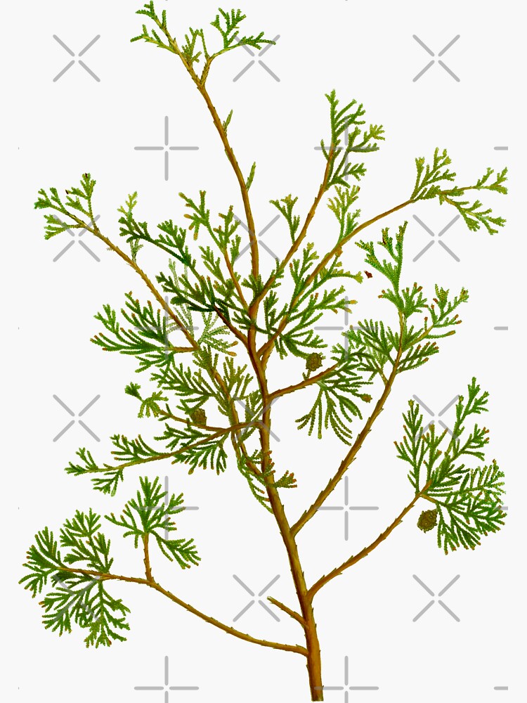 "Cypress botanical illustration" Sticker by Magicplants | Redbubble