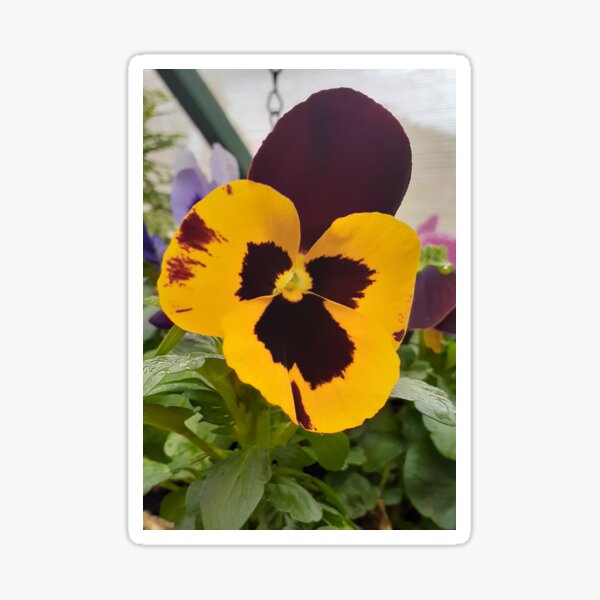 "Pansy!" Sticker by RobbieAnton | Redbubble