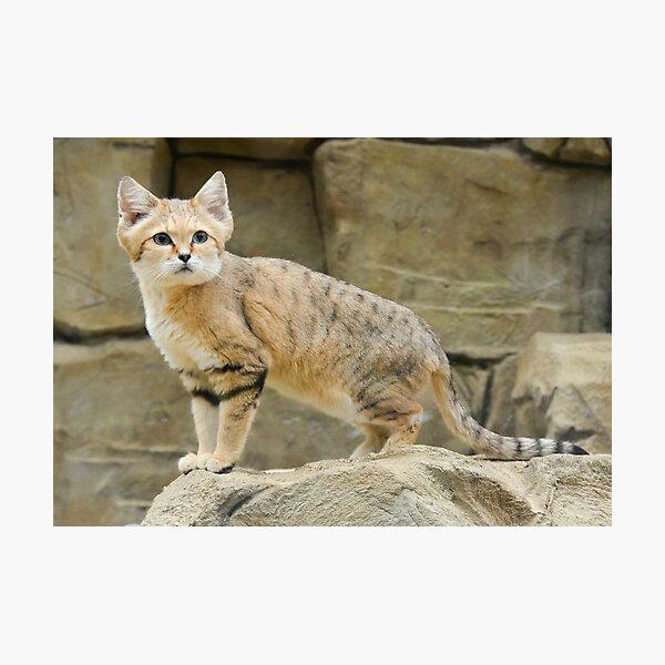 "Sand cat standing proud" Photographic Print by Ksswaden | Redbubble