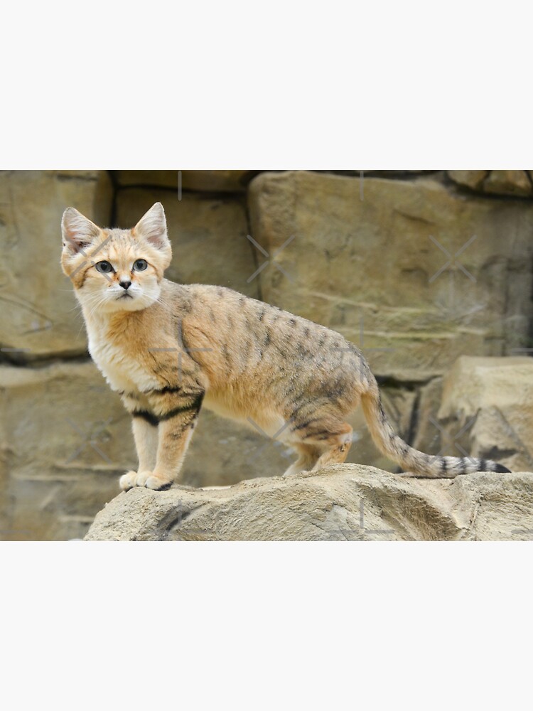 "Sand cat standing proud" Sticker for Sale by Ksswaden | Redbubble