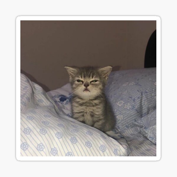 "Angry Cat" Sticker for Sale by TriforcePika | Redbubble