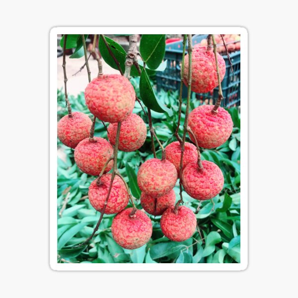 "Lychee fruit photo" Sticker for Sale by milkynrg | Redbubble