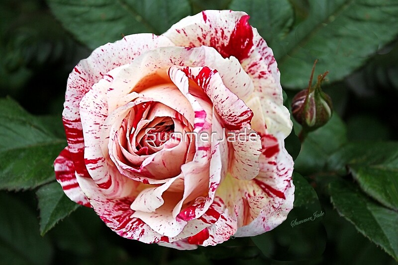 "Peppermint Rose ~ Sweet and Spicy " by SummerJade | Redbubble