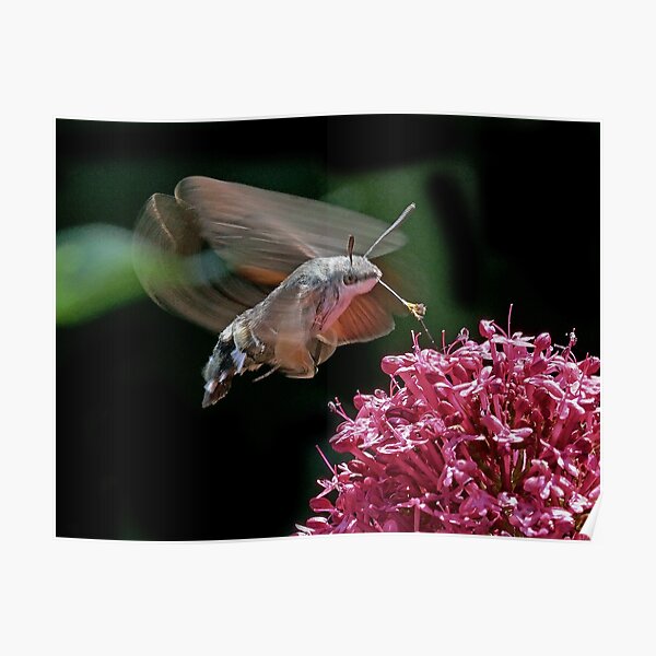 "New Finition r1576/ Most Beautiful Photos THE SPHINX (butterfly) Never ...