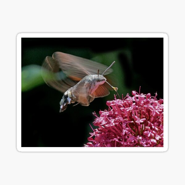 "New Finition r1576/ Most Beautiful Photos THE SPHINX (butterfly) Never ...