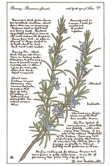 01 Aries ~ Healing Herbs Of The Zodiac Poster By Dandelionarts Redbubble