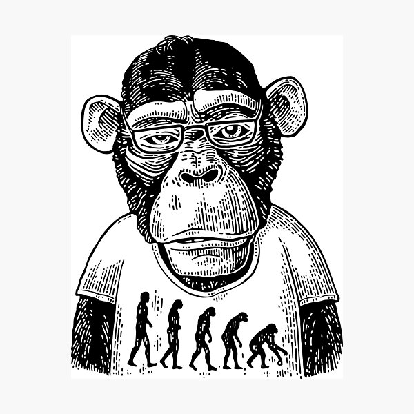 Lámina fotográfica «Teoría de la evolución de los monos» de morevector ...