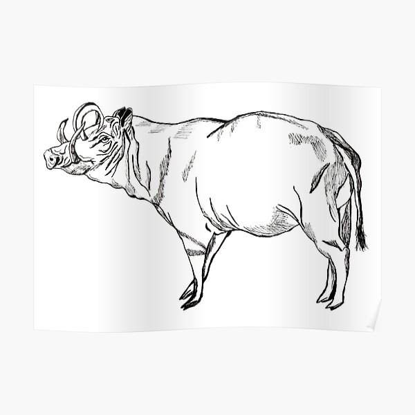 "Babirusa - Pig " Poster for Sale by nikolaisnotes | Redbubble