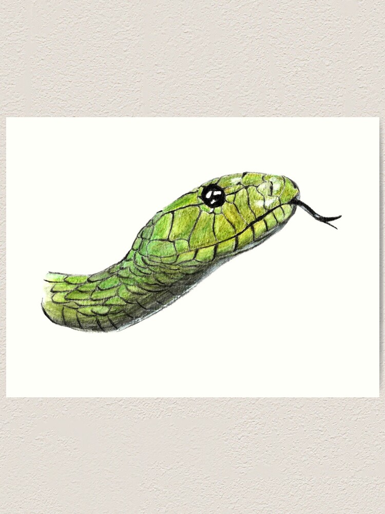 "Green Mamba - Snake " Art Print for Sale by nikolaisnotes | Redbubble