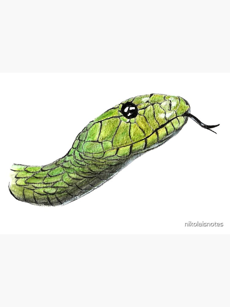 "Green Mamba - Snake " Art Print for Sale by nikolaisnotes | Redbubble