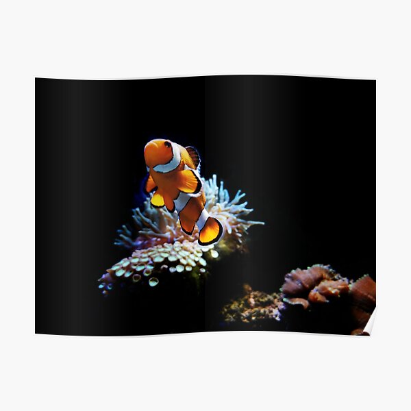 "Clownfish Reef" Poster for Sale by FishYIShane | Redbubble